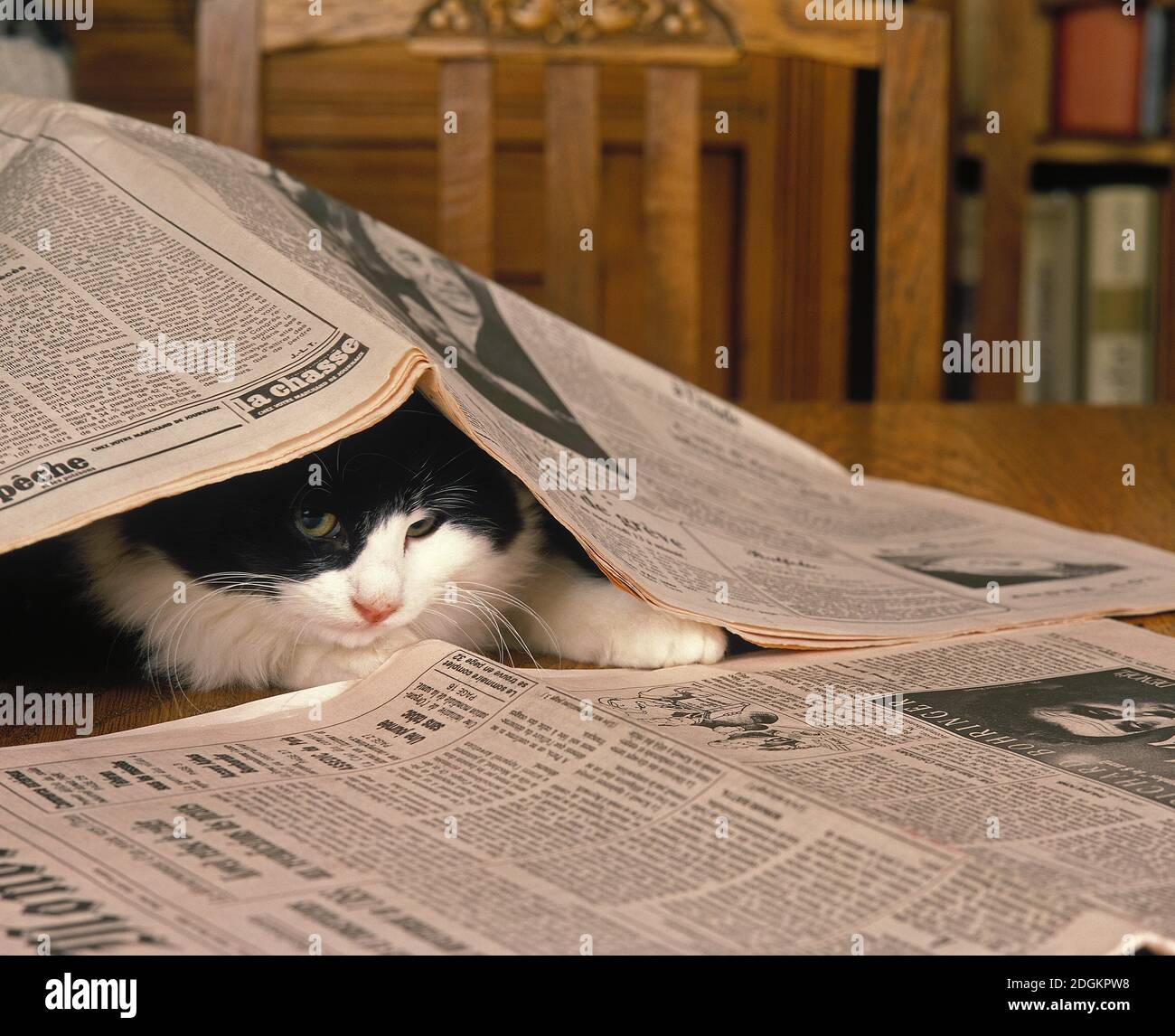 Cat reading newspaper hi-res stock photography and images - Alamy