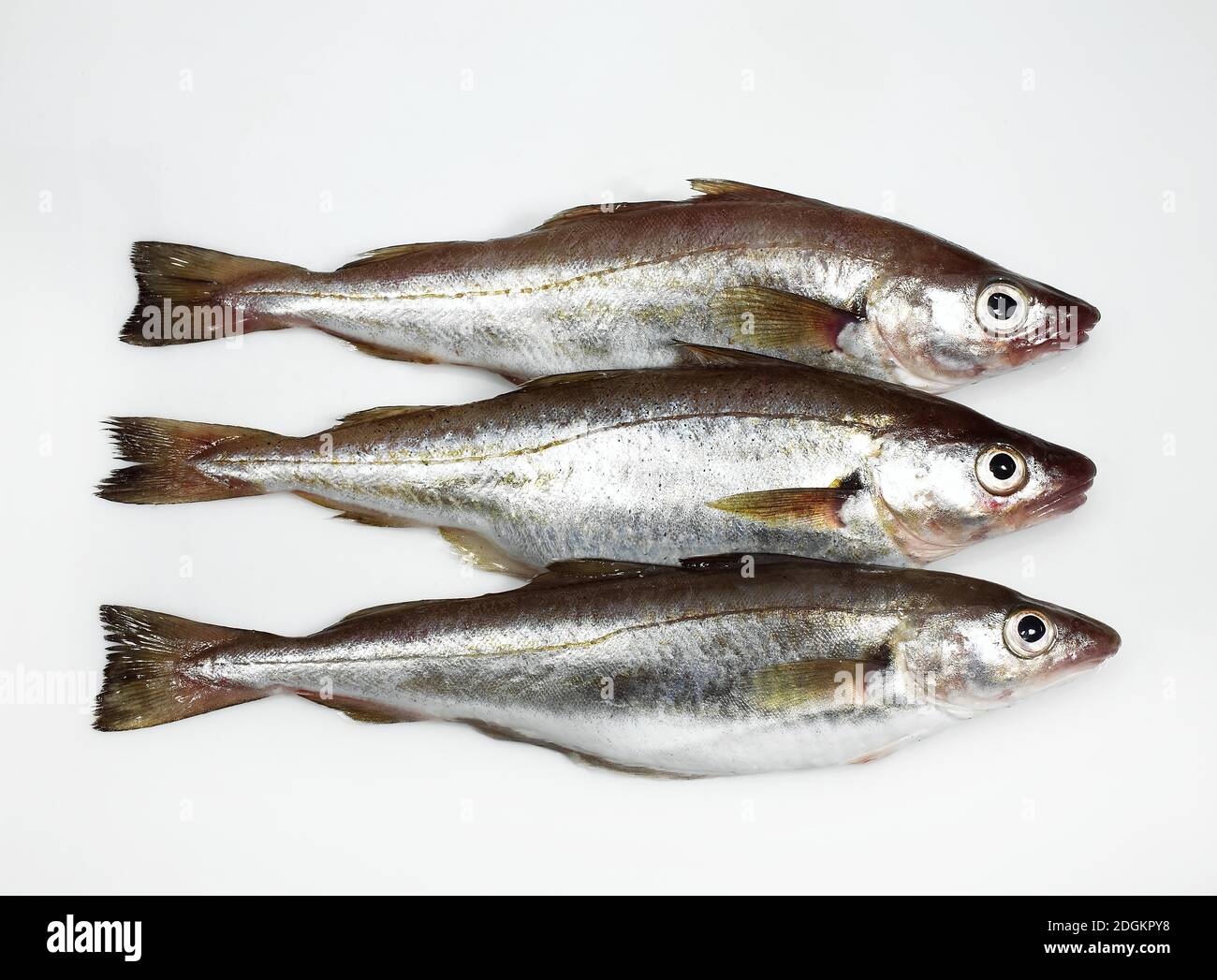 Whiting, merlangius merlangus, Fresh Fishes against White Background ...