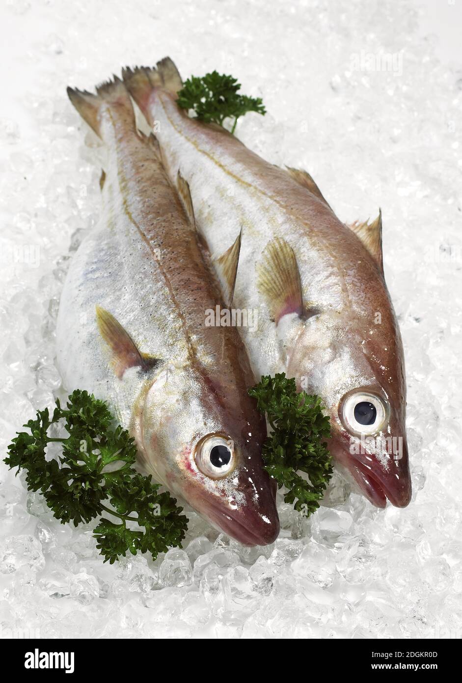 Whiting, merlangius merlangus, Fresh Fishes and Parsley on Ice Stock ...
