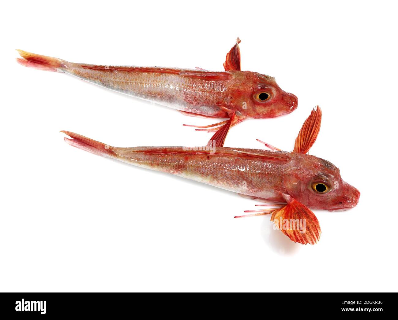 Gurnard, trigla cuculus, Fresh Fishes against White Background Stock ...
