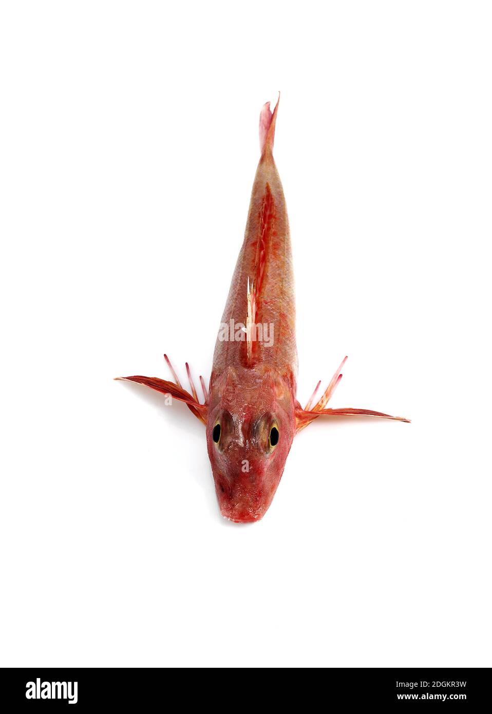 Gurnard, trigla cuculus, Fresh Fish against White Background Stock ...