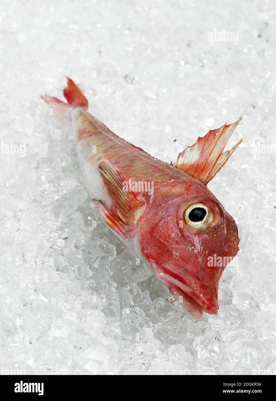 Trigla cuculus triglidae hi-res stock photography and images - Alamy