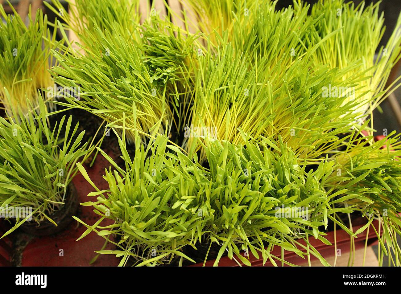 Grass, Food for Domestic Cat Stock Photo - Alamy