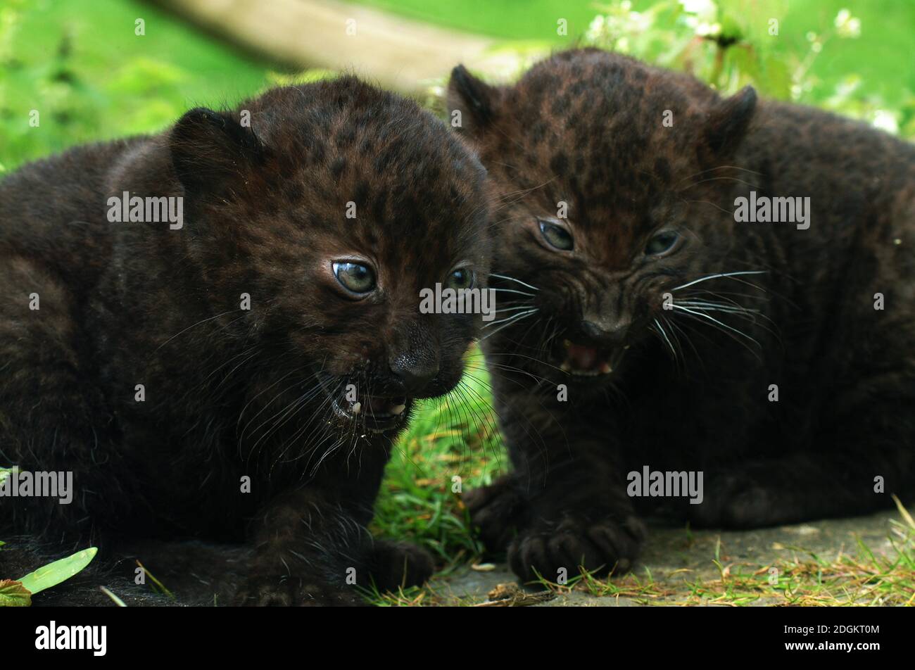 Black Panther, panthera pardus, Cub snarling Stock Photo - Alamy