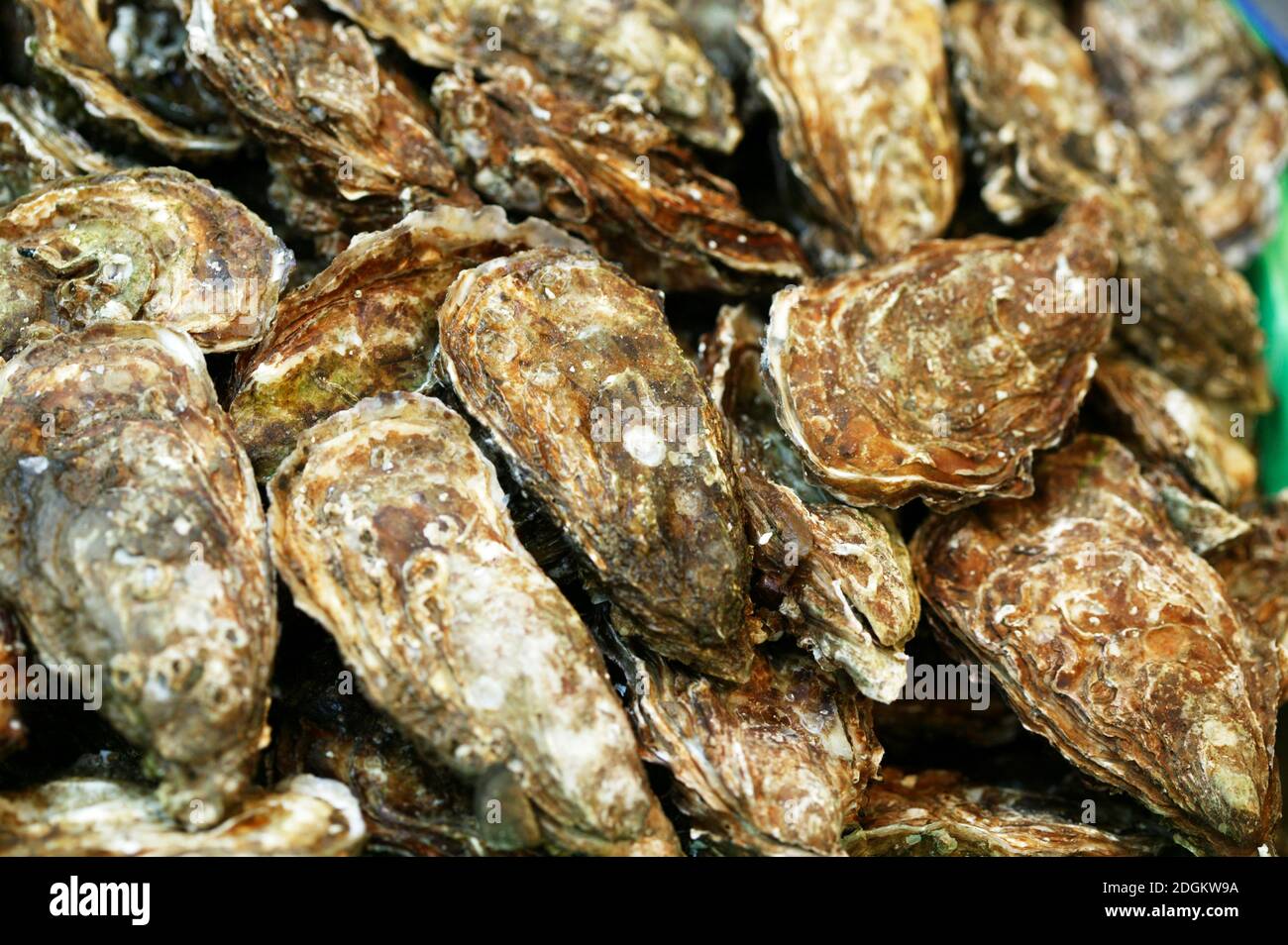 French Oyster called Fine de Claire, ostrea edulis Stock Photo - Alamy