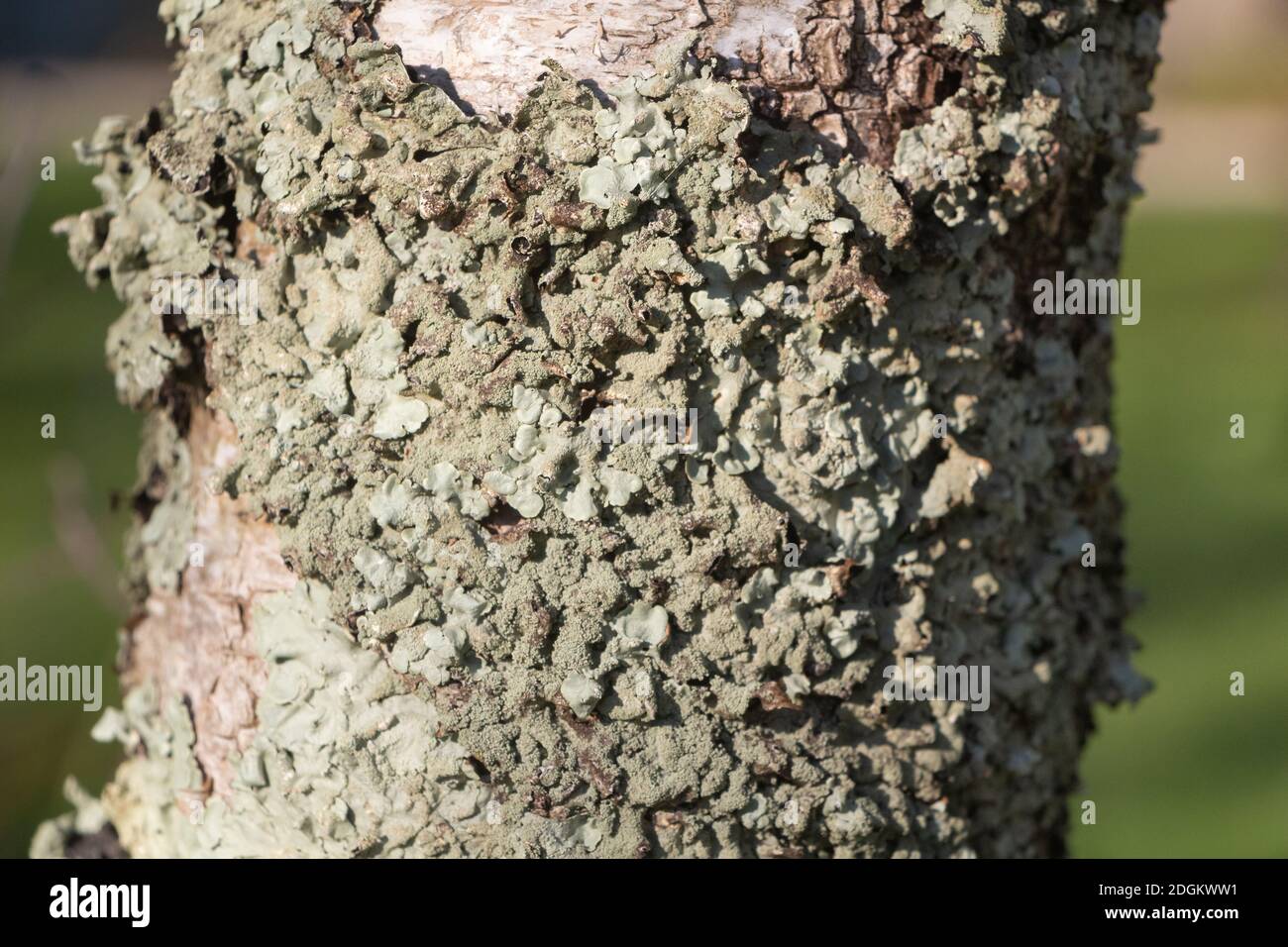 Lichen in the forest hi-res stock photography and images - Alamy
