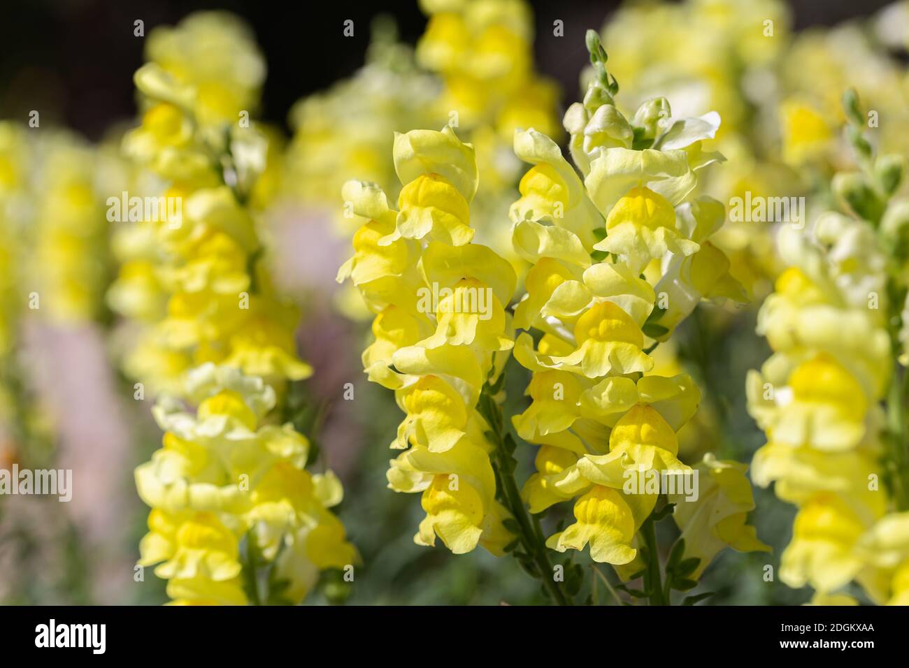Colorful flower of Snapdragon, Antirrhinum majus Stock Photo - Alamy