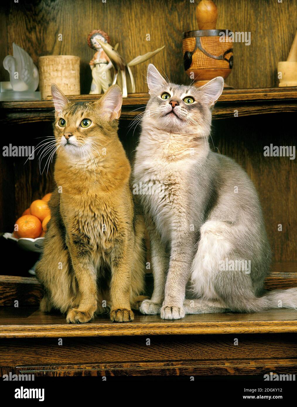 Somali and Blue Somali Domestic Cat sitting Stock Photo - Alamy