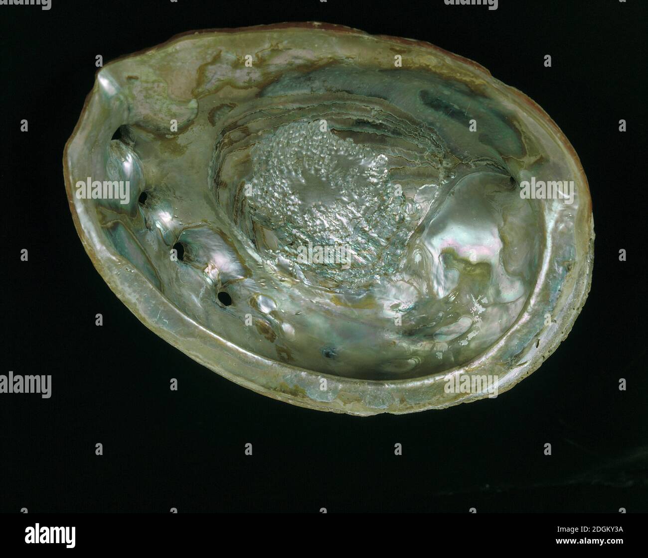 Ormer shell hi-res stock photography and images - Alamy