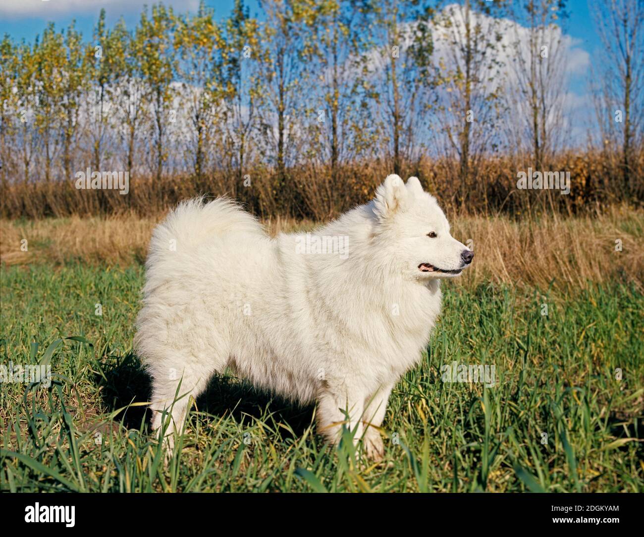 Samoyed Dog standing in Field Stock Photo - Alamy