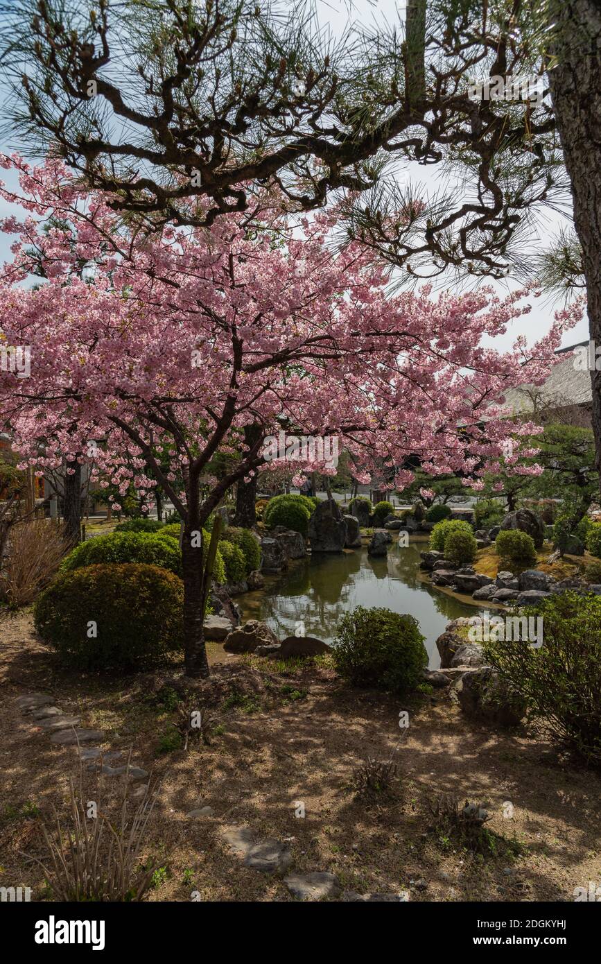 Sakura in spring Stock Photo - Alamy