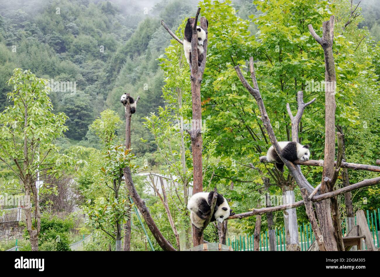 --File--Pandas climb up a tree at the Gengda Shenshuping Base of China ...