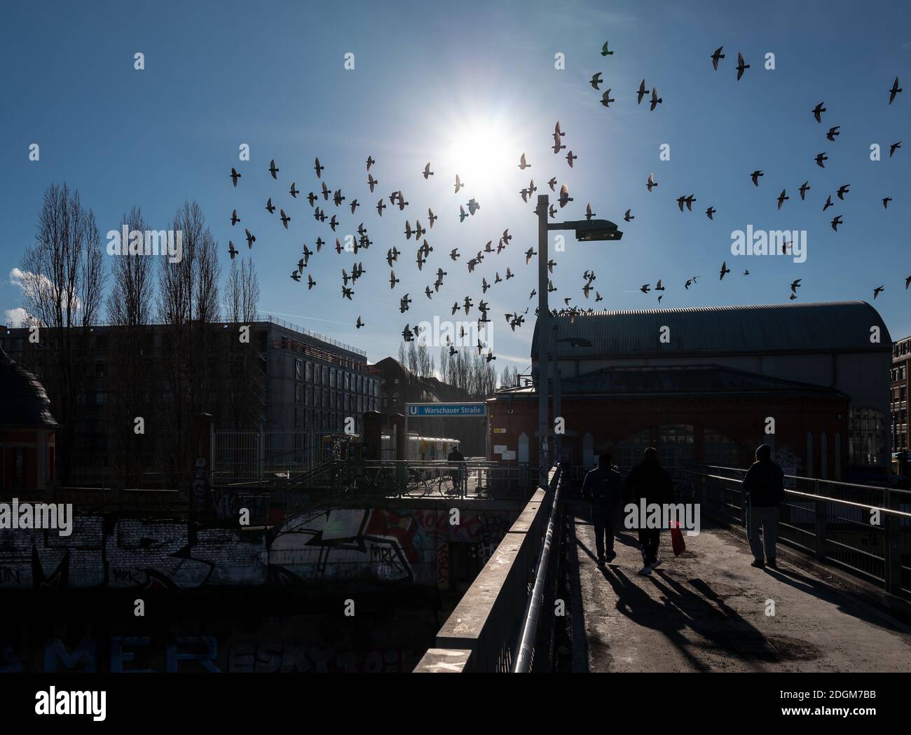 Pigeons in the city Stock Photo - Alamy
