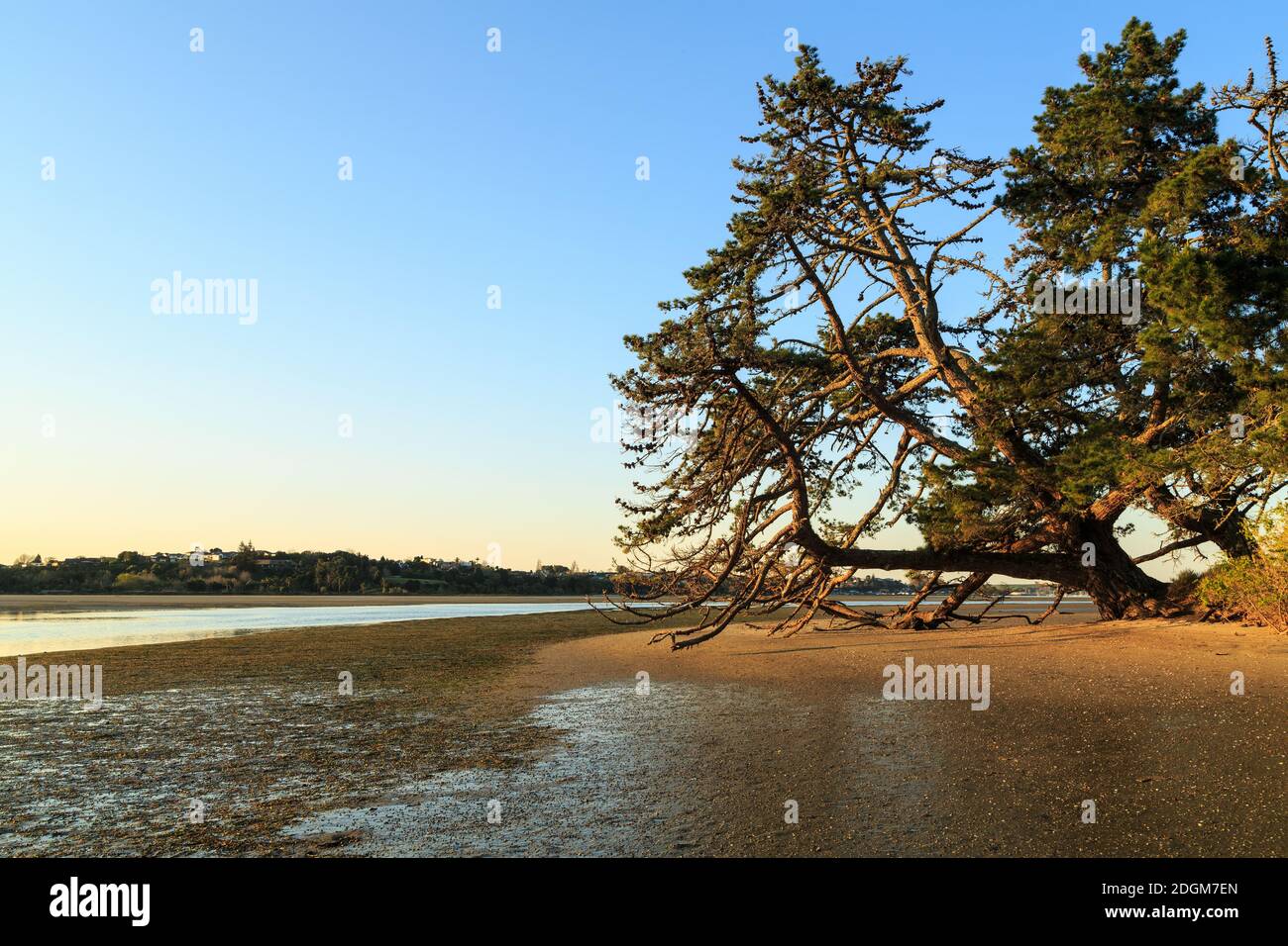 Needles monterey pine hi-res stock photography and images - Alamy