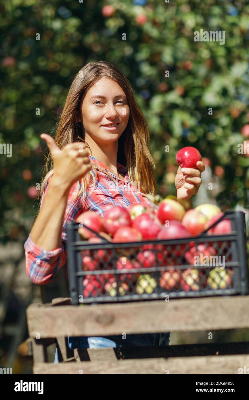 Farmer Harvesting Apples High Resolution Stock Photography and Images ...