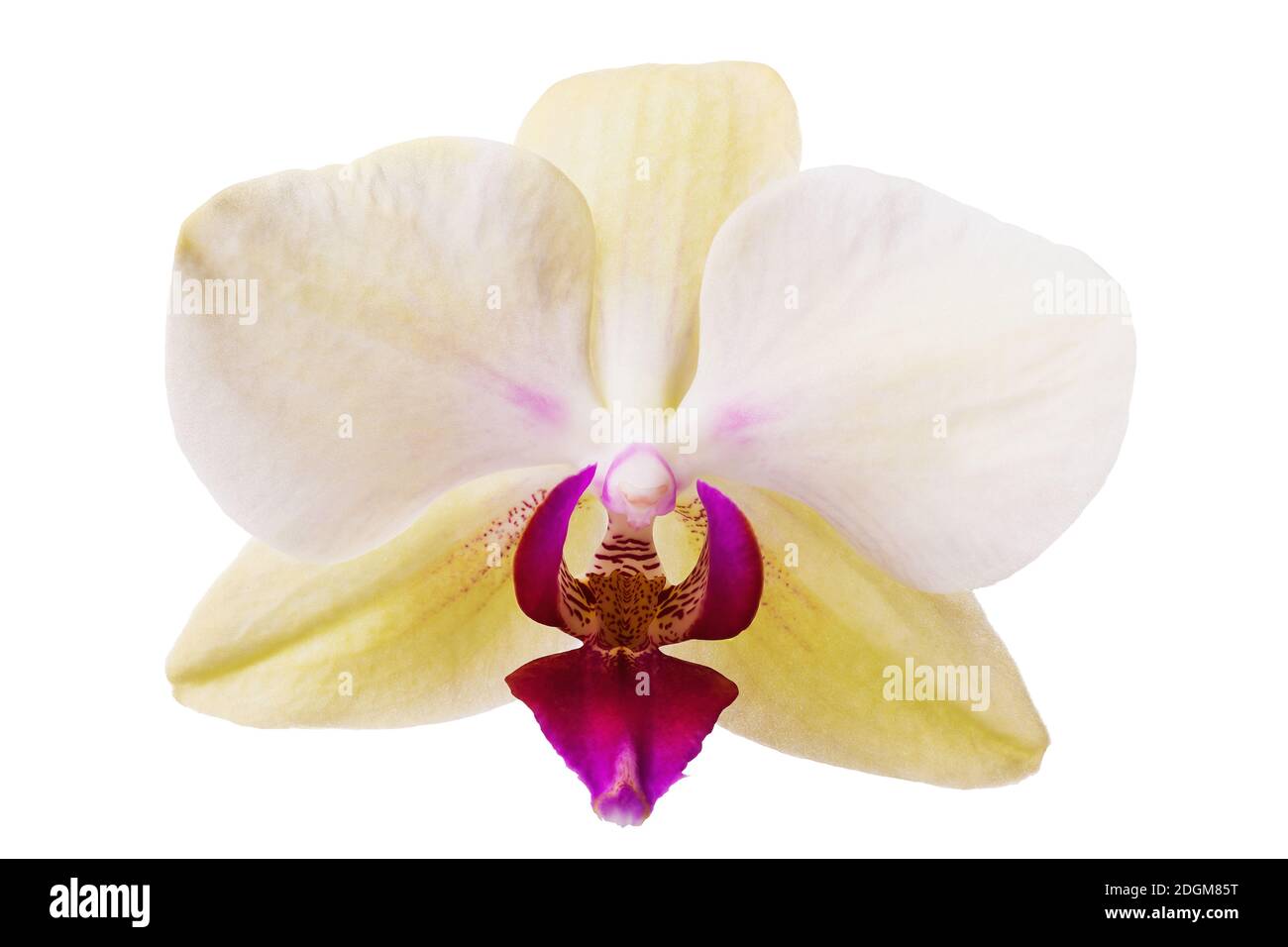 One orchid flower of different shades isolated on white background ...
