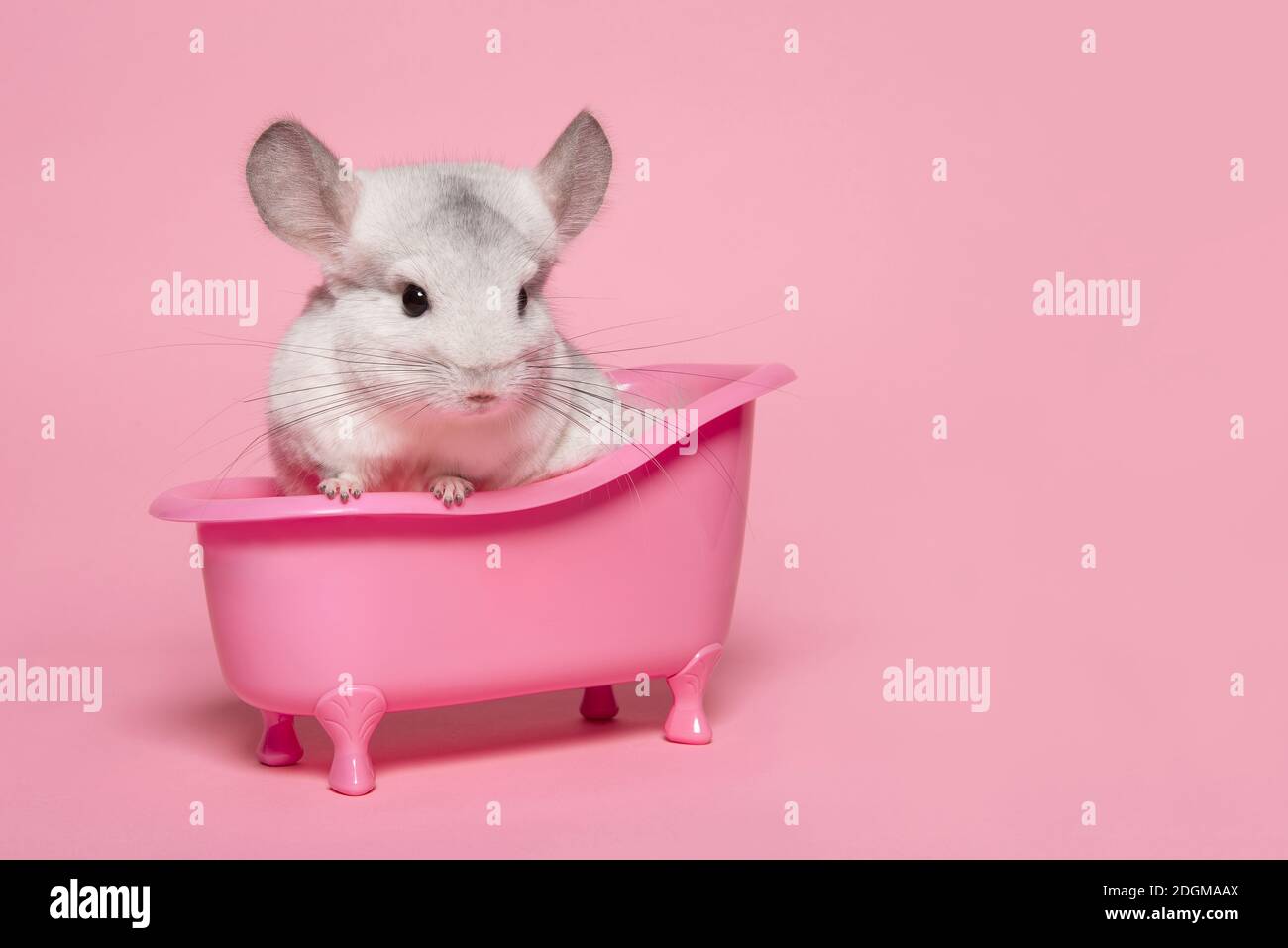 Chinchilla Baby Dust Bath
