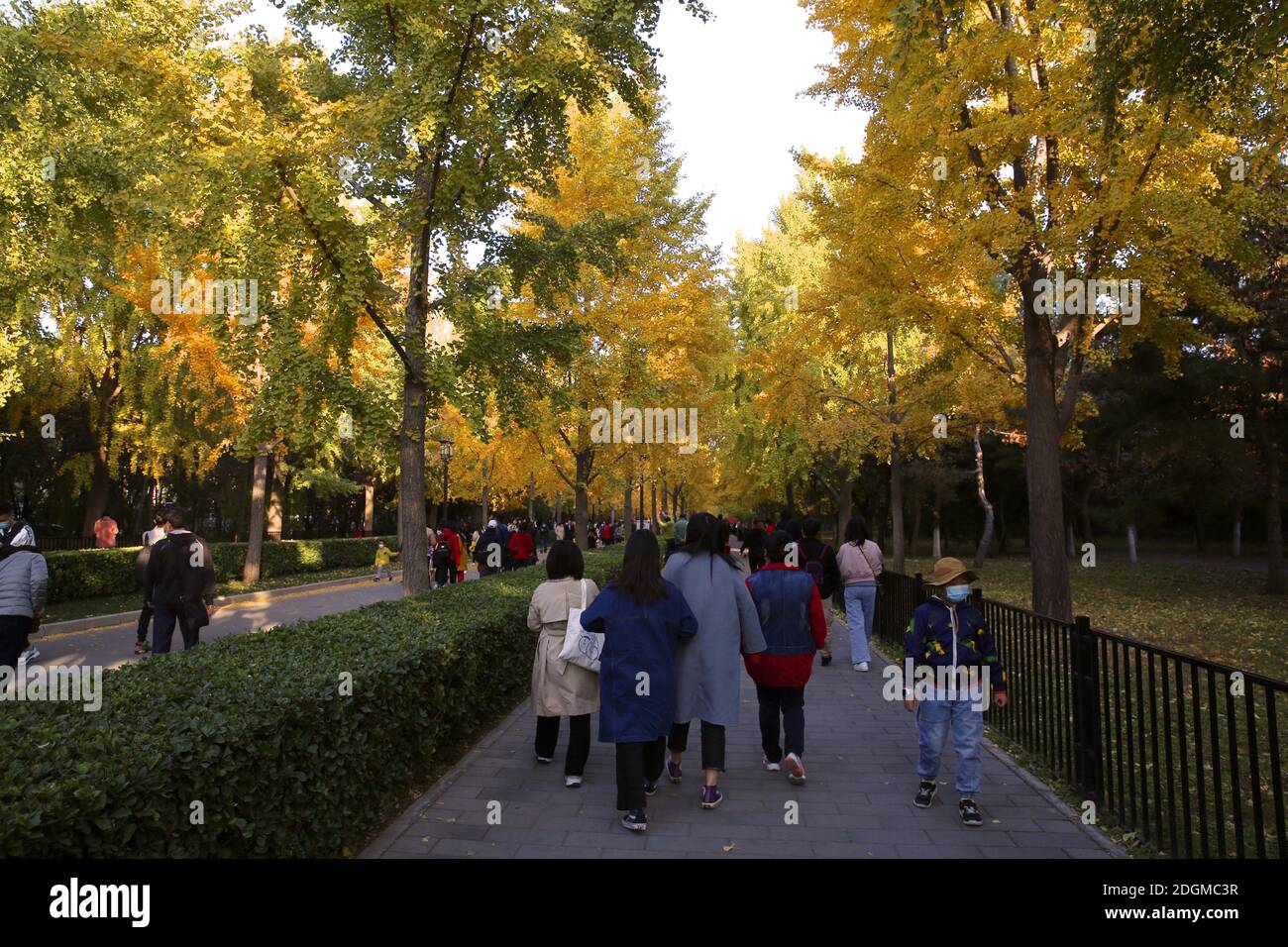 The best time to enjoy the autumn scenery of the Beijing Ditan Park is ...
