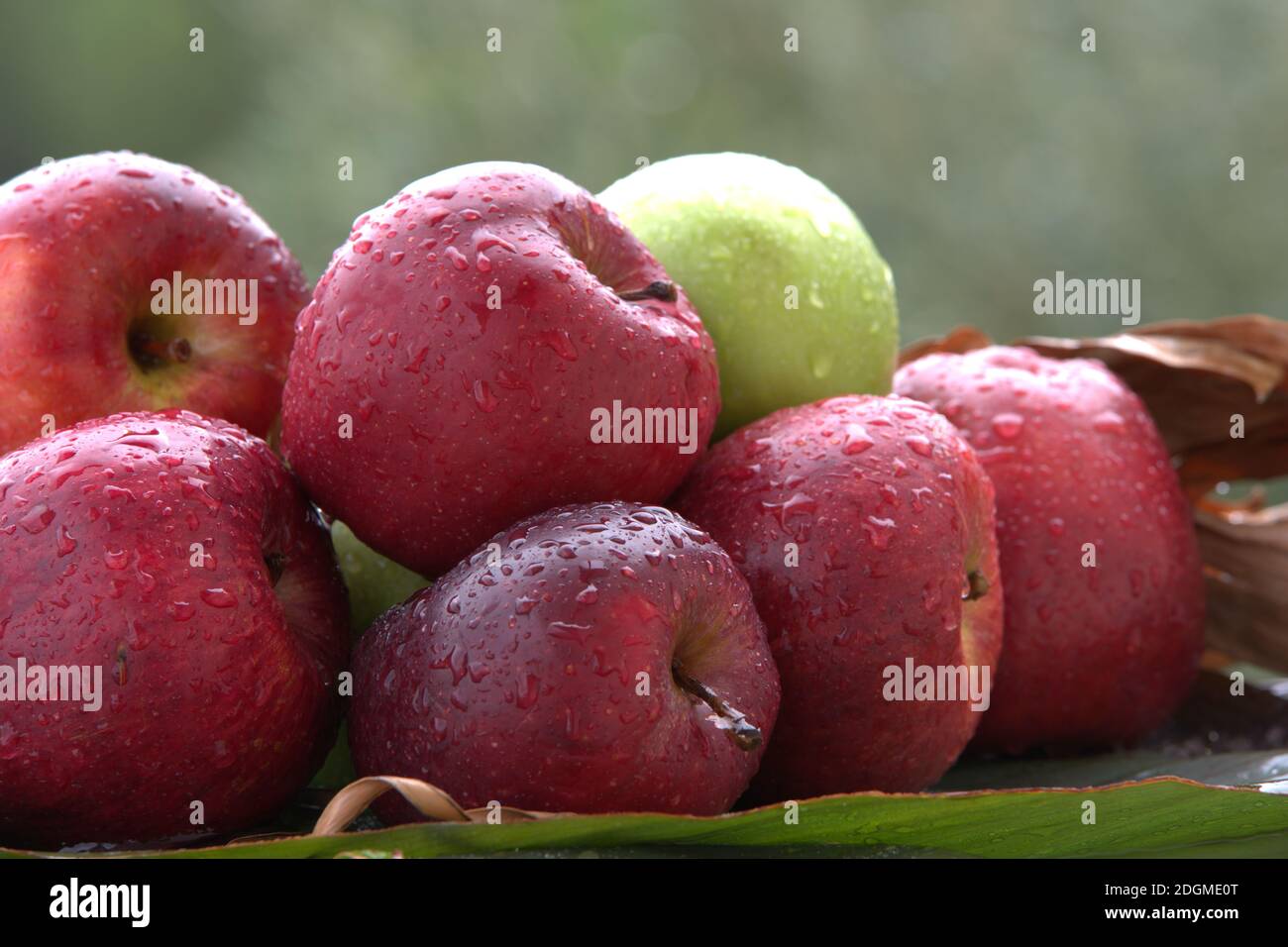 A closeup shot of fresh apples in the rain on a banana leaf Stock Photo ...