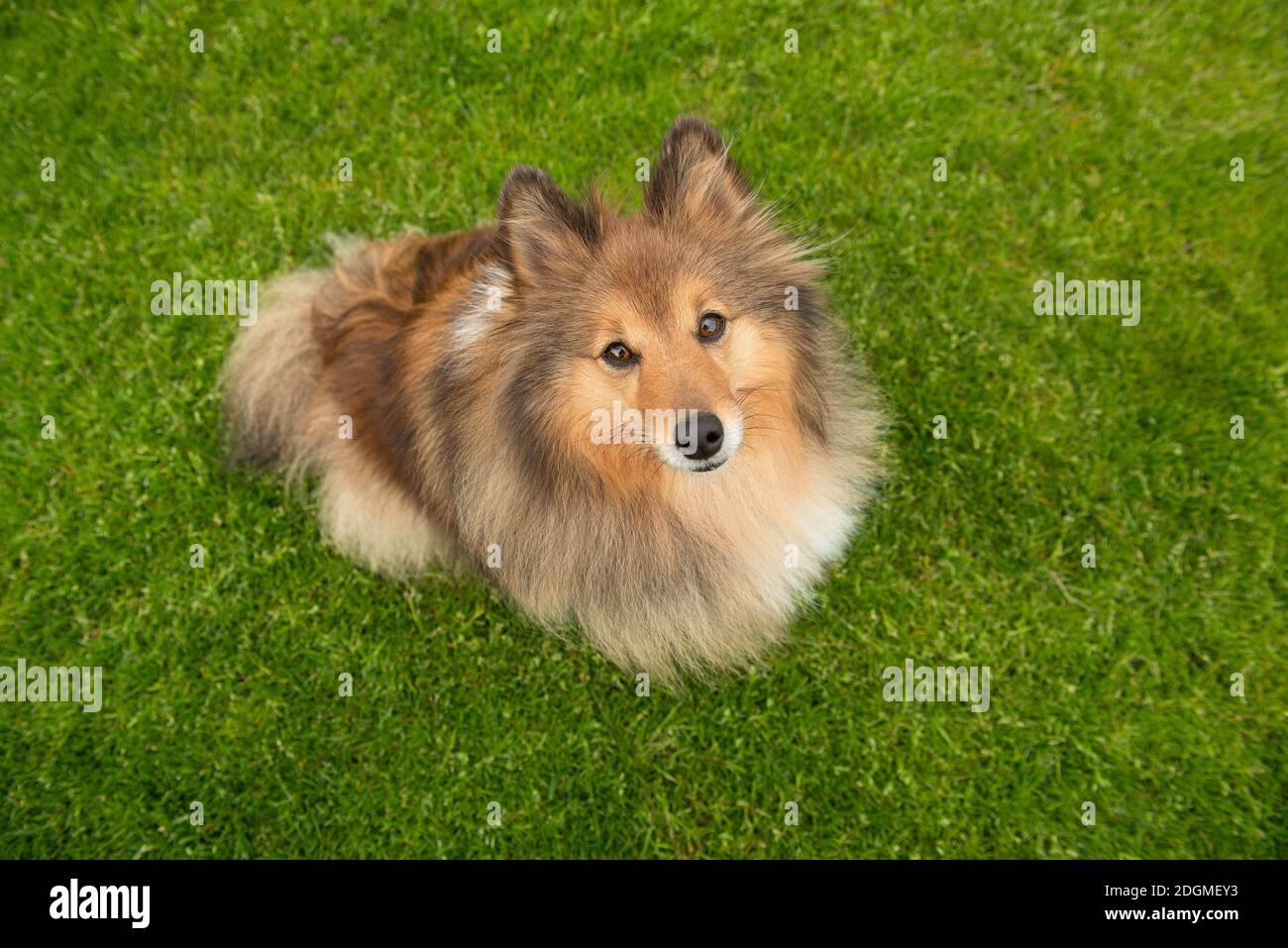 Cute shetland sheepdog looking up seen from a high angle view sitting ...