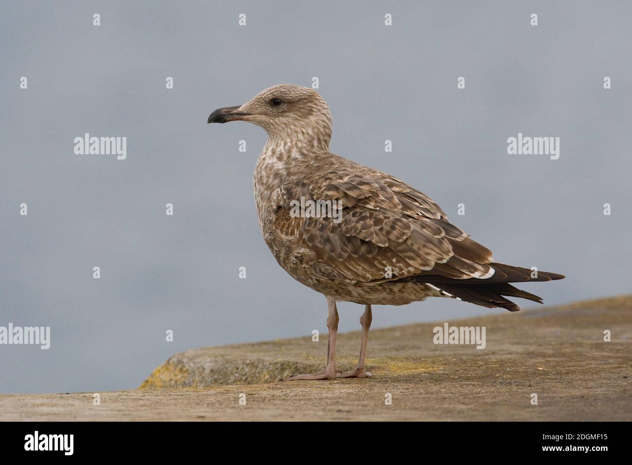 Gabbiano reale atlantico; Azores Yellow-legged Gull; Larus micha Stock ...