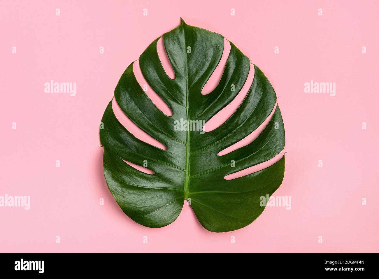 Single green monstera leaf on a pink background Stock Photo - Alamy