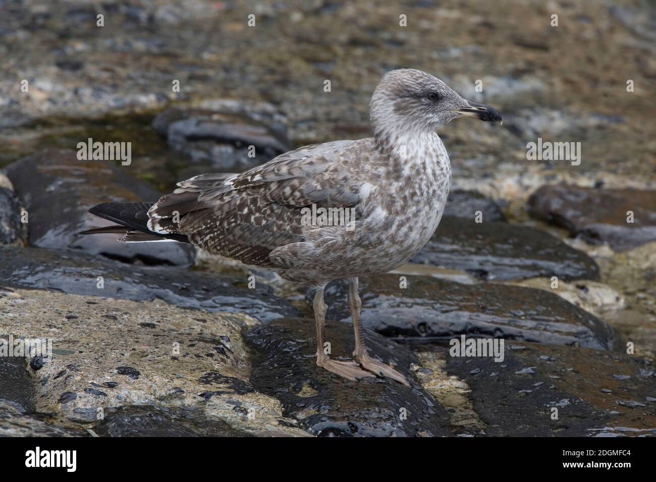 Gabbiano reale; Yellow-legged Gull; Larus michahellis atlantis Stock ...