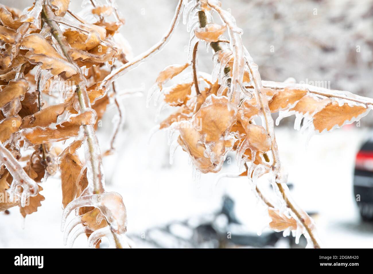 Changchun city encounters extreme weather with rain and snow cooling ...