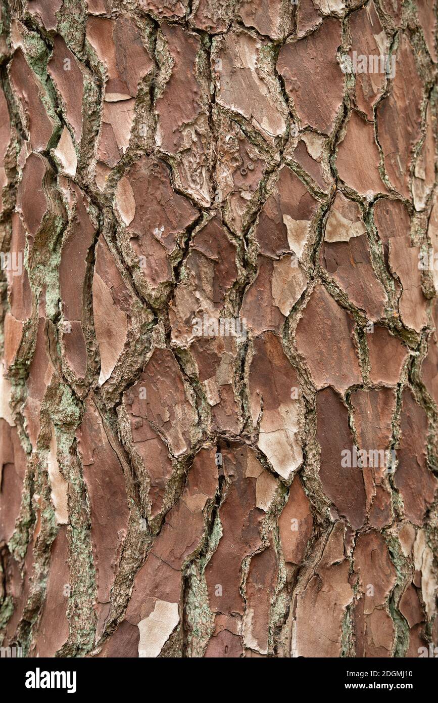 Close up of a ceder tree bark pattern in a full frame image Stock Photo ...