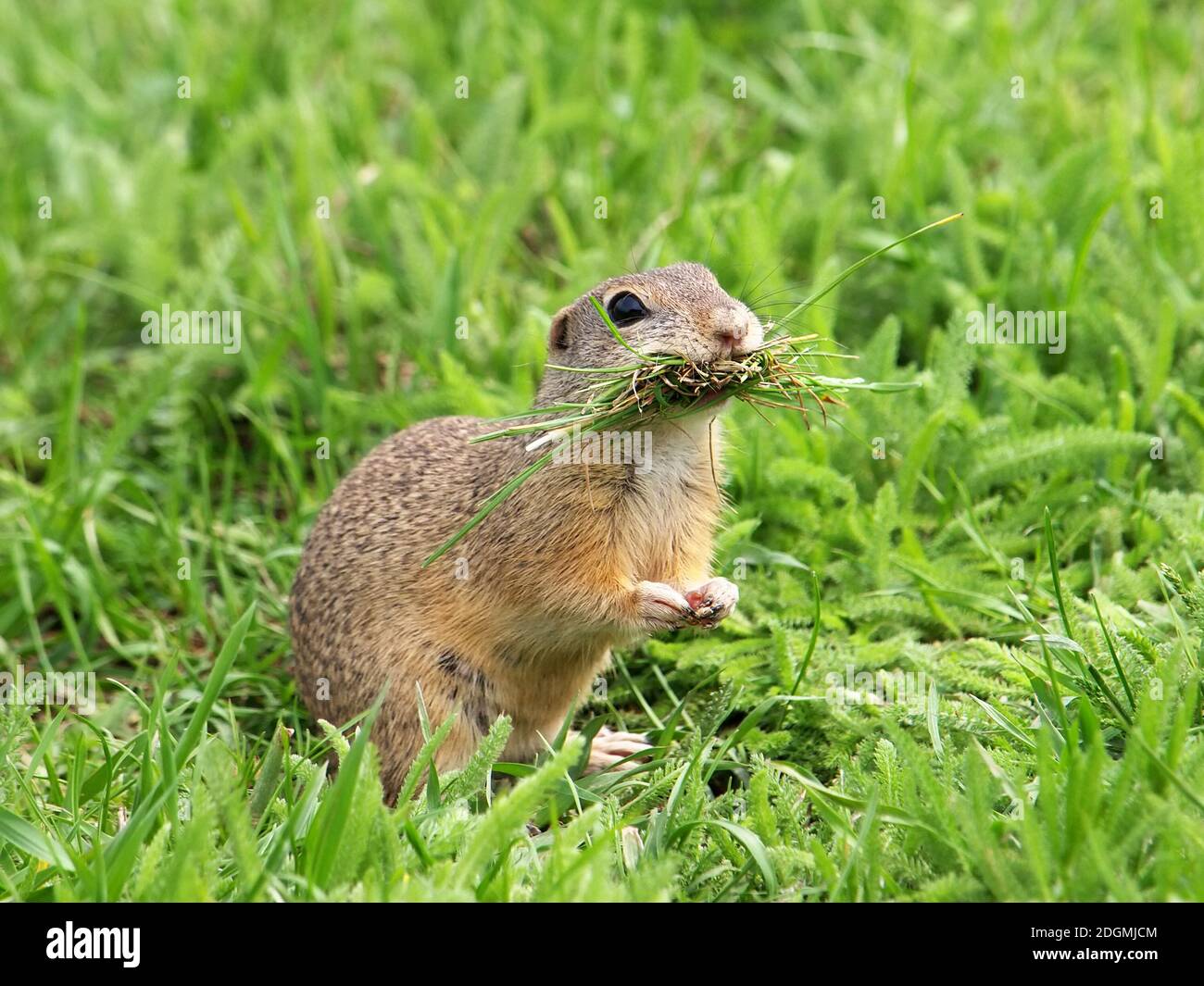 European ground squirrel collecting grass for nest, Spermophilus ...