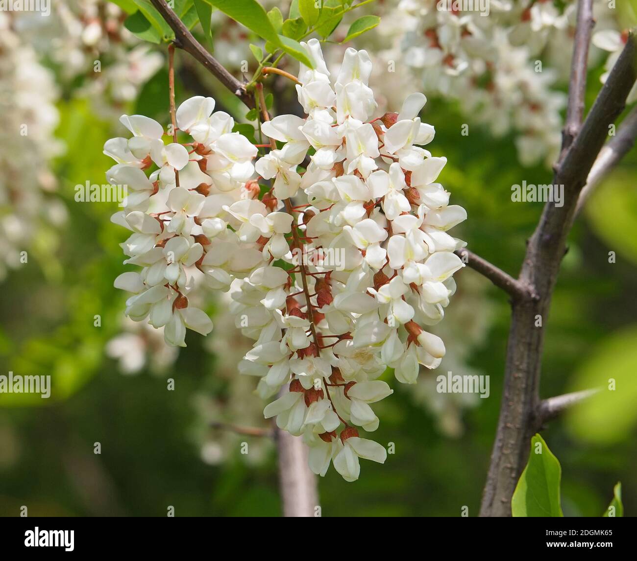Locust tree blossom in spring, Robinia pseudoacacia Stock Photo - Alamy