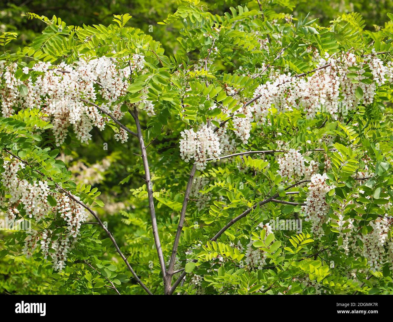 Locust tree blossom in spring, Robinia pseudoacacia Stock Photo - Alamy