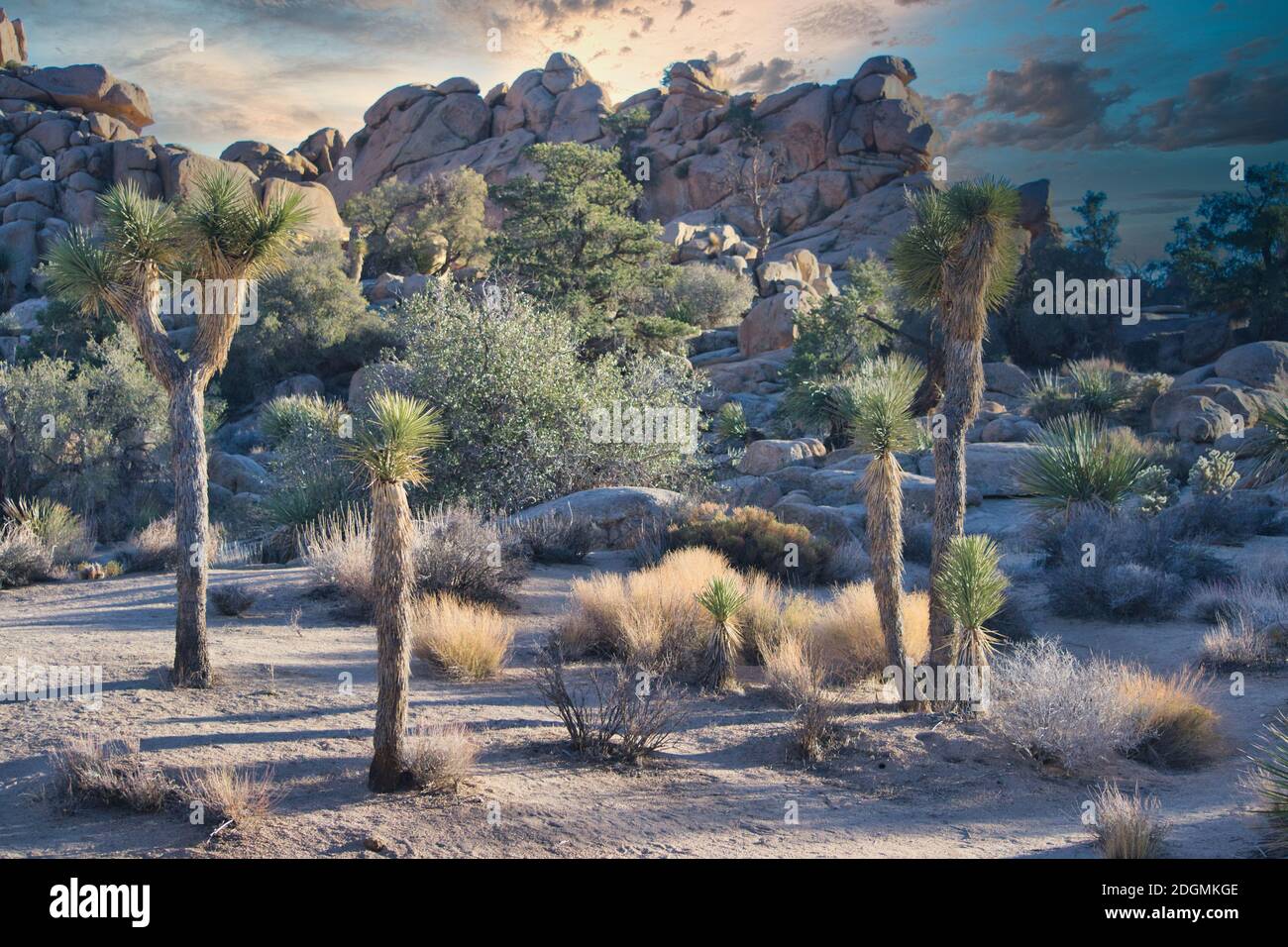 A beautiful view of plants and trees captured in Joshua Tree National ...
