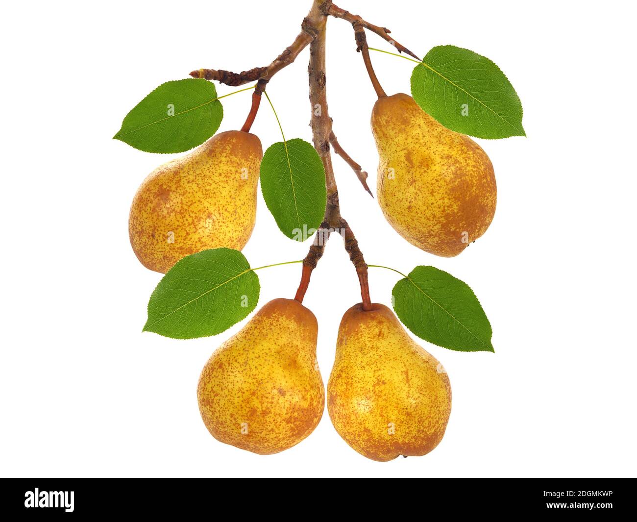 Pear tree branch with ripe pear fruits and green leaves, isolated on ...