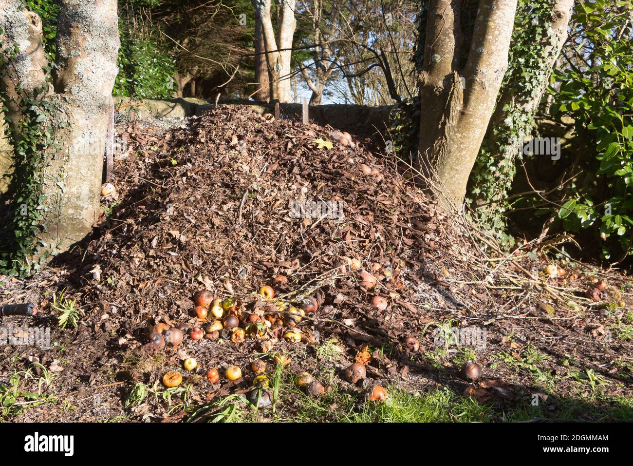 Heap of compost between two trees in a garden Stock Photo - Alamy