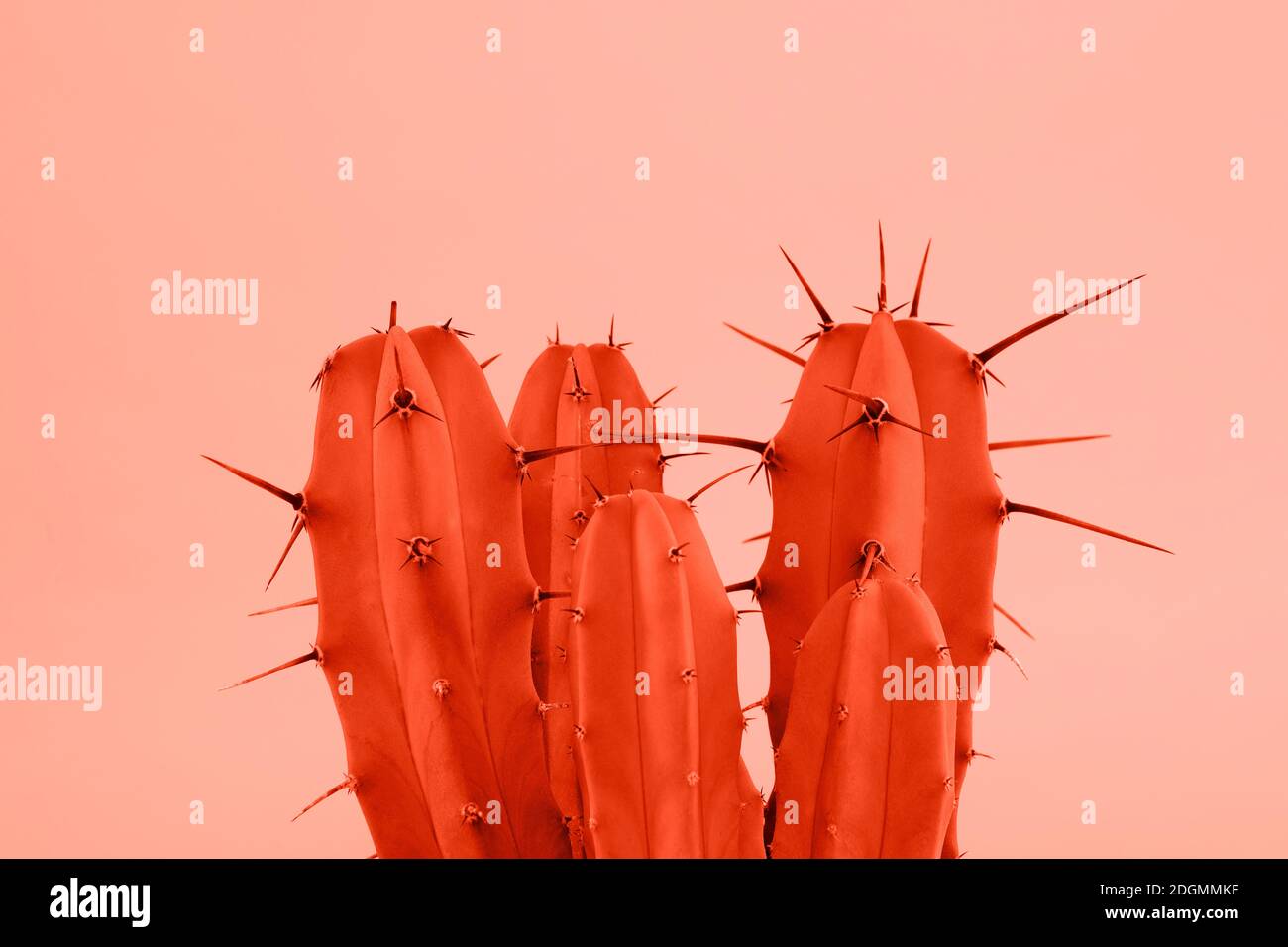 Red Cactus with spikes on a soft pink background Stock Photo - Alamy