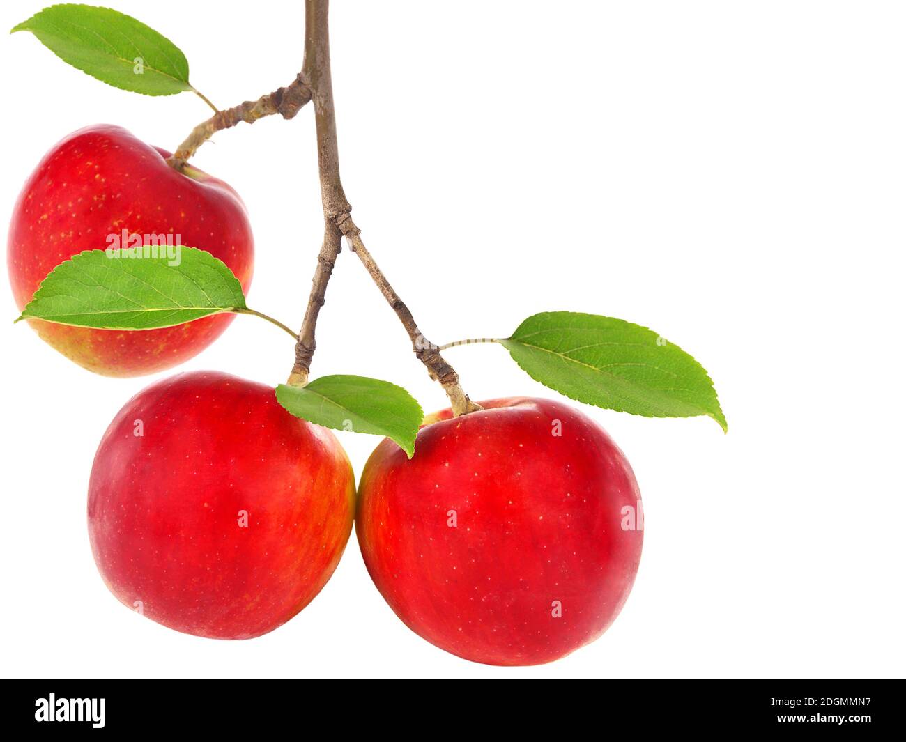 Apple tree branch with ripe red apple fruit isolated on white Stock ...