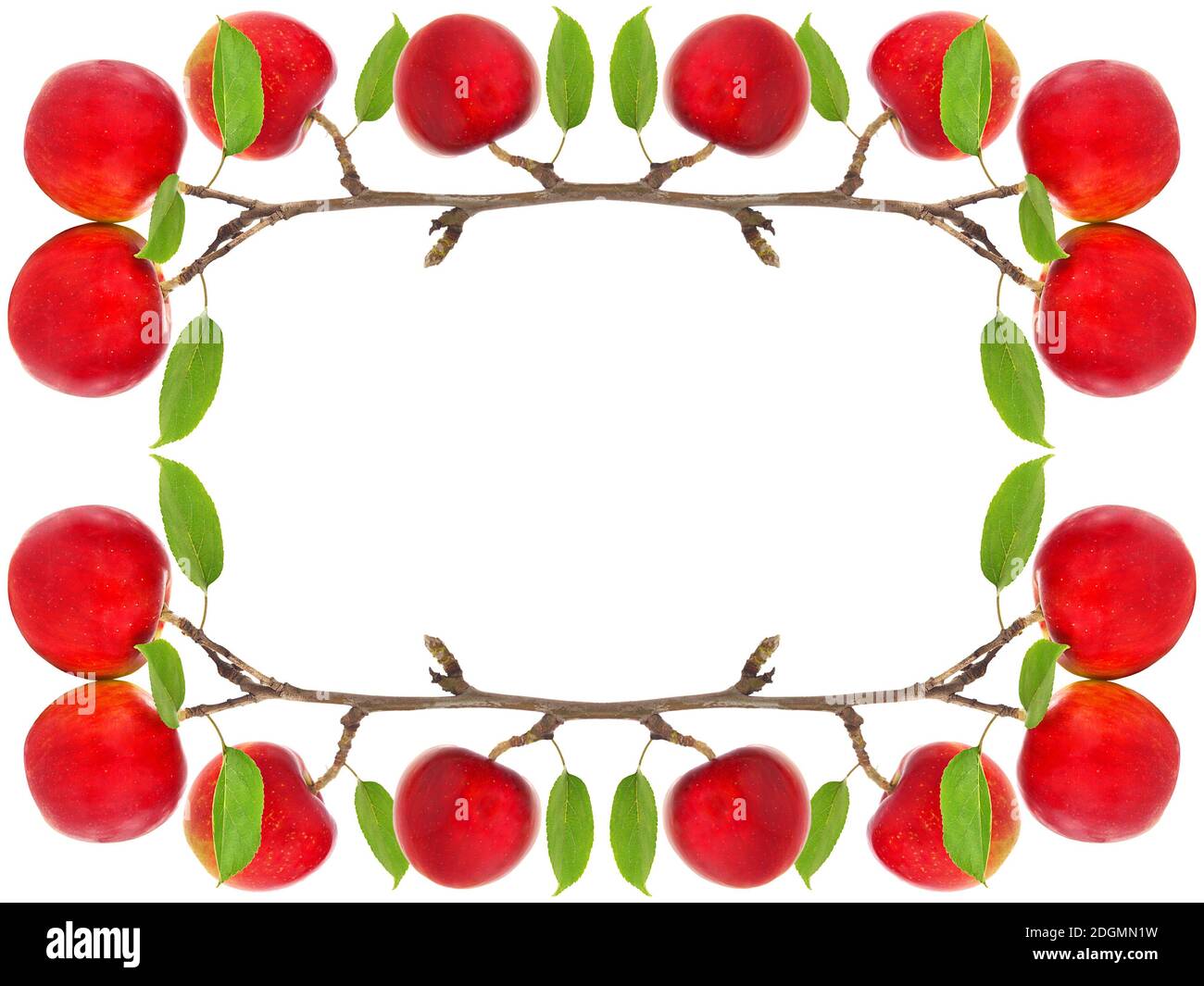Frame of red apples on apple tree branch isolated on white Stock Photo ...