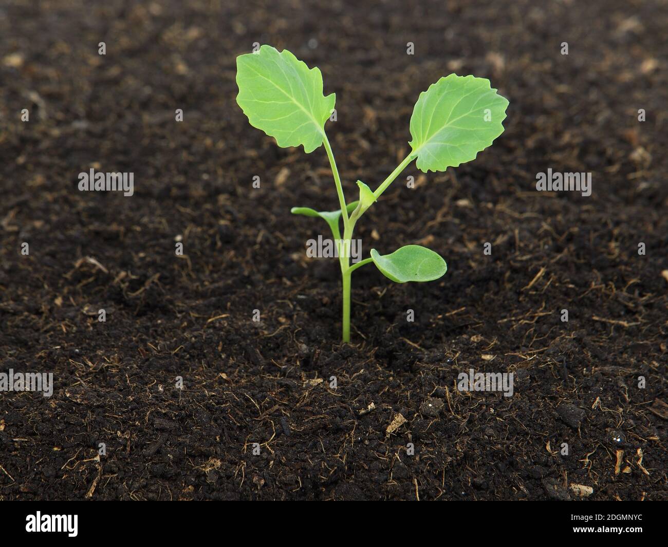 Young cabbage plant in soil Stock Photo - Alamy