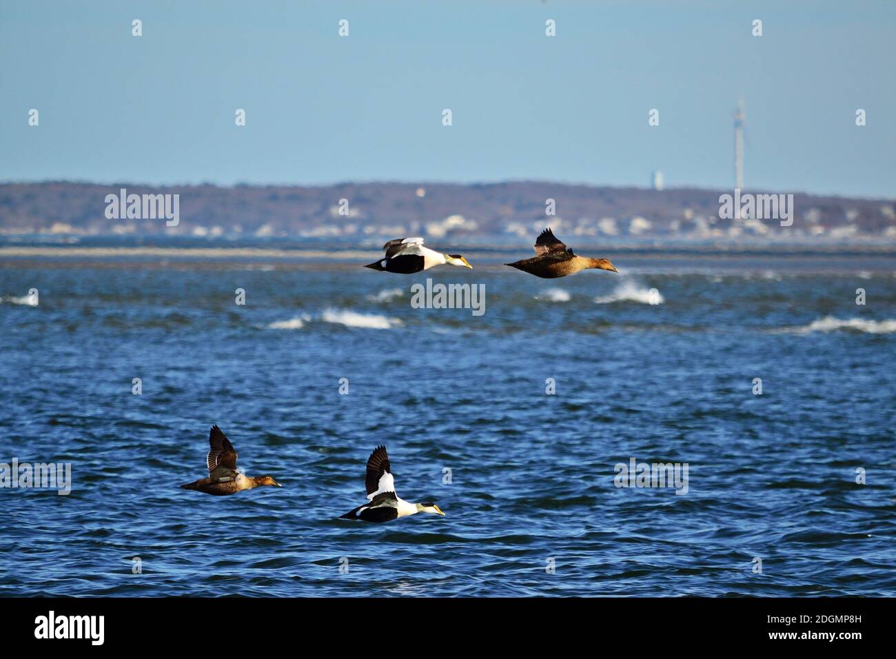 Common eiders (Somateria mollissim) flying Stock Photo - Alamy