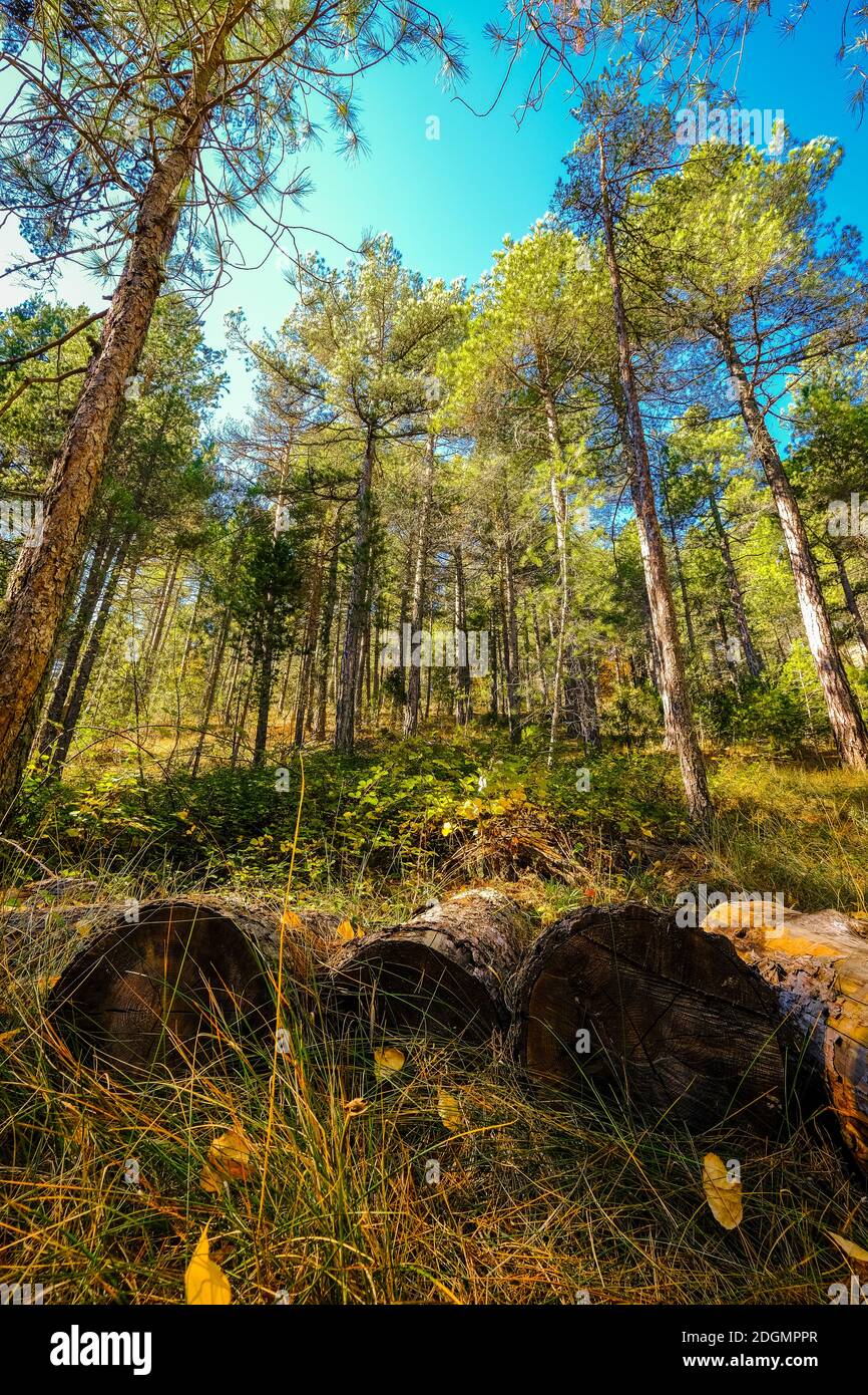 Arbol del rio hi-res stock photography and images - Alamy