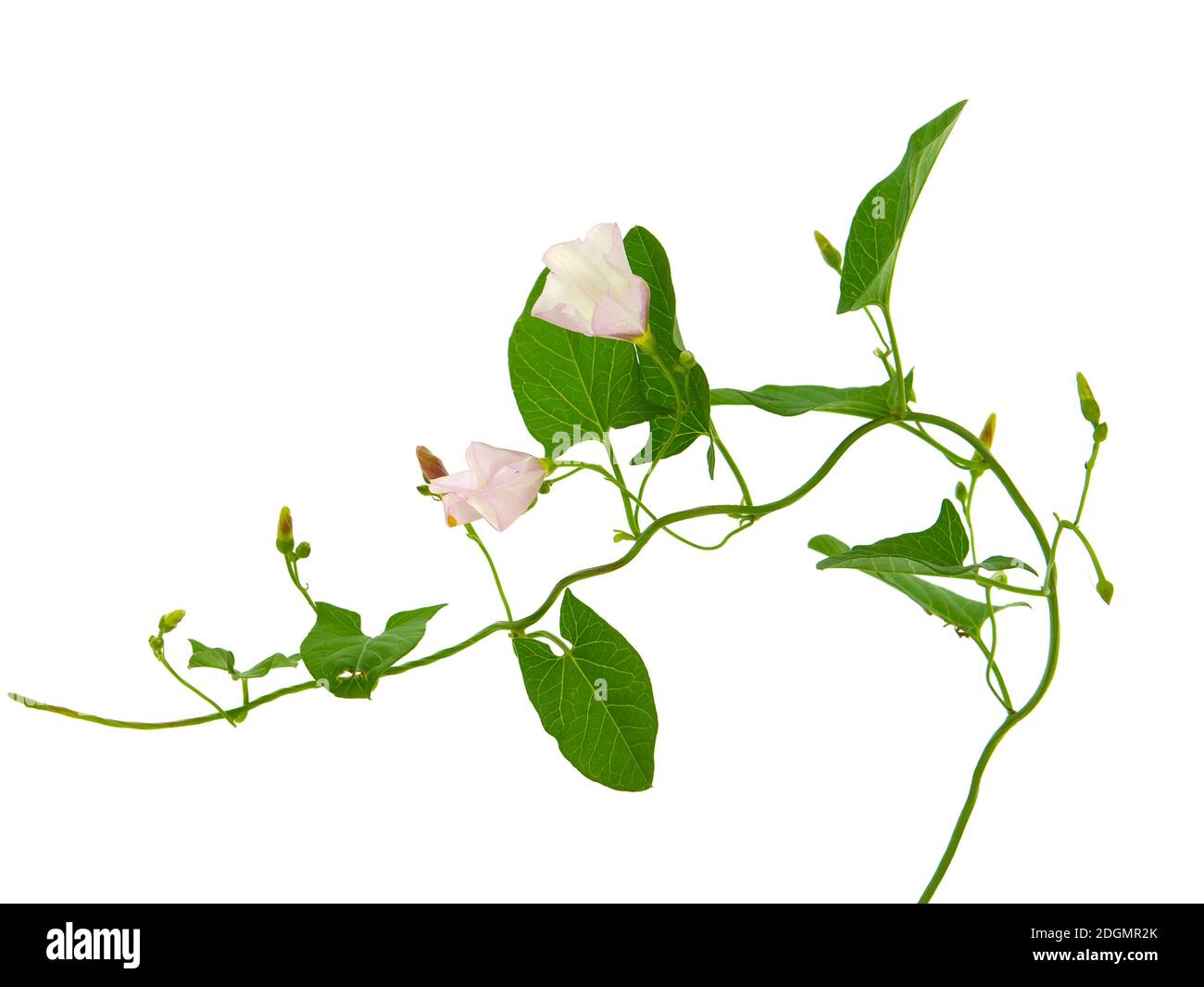 Field bindweed plant isolated on white, Convolvulus arvensis Stock ...