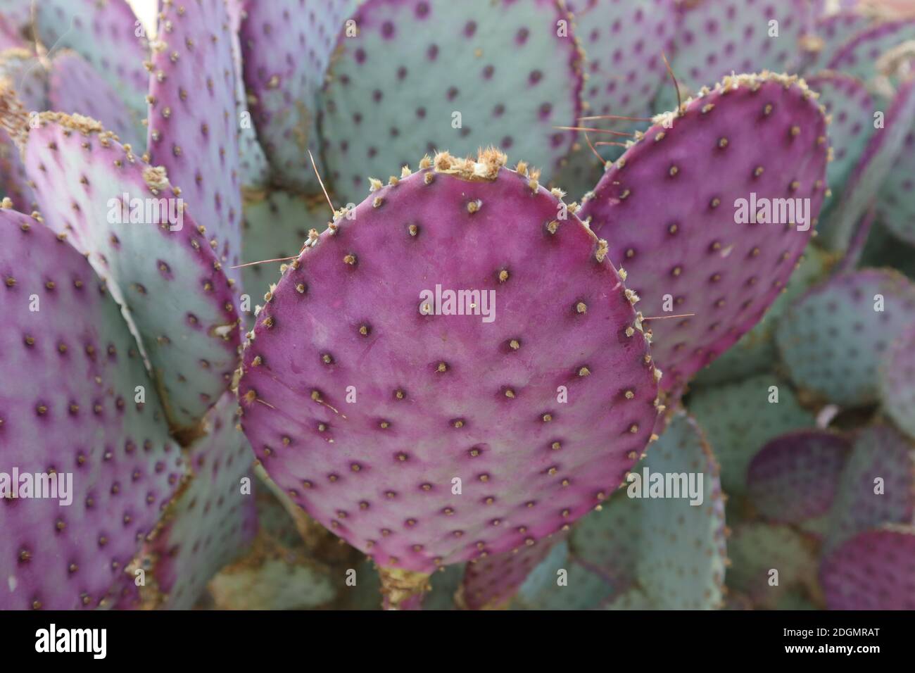 A closeup shot of purple prickly pear cactus in a desert Stock Photo ...