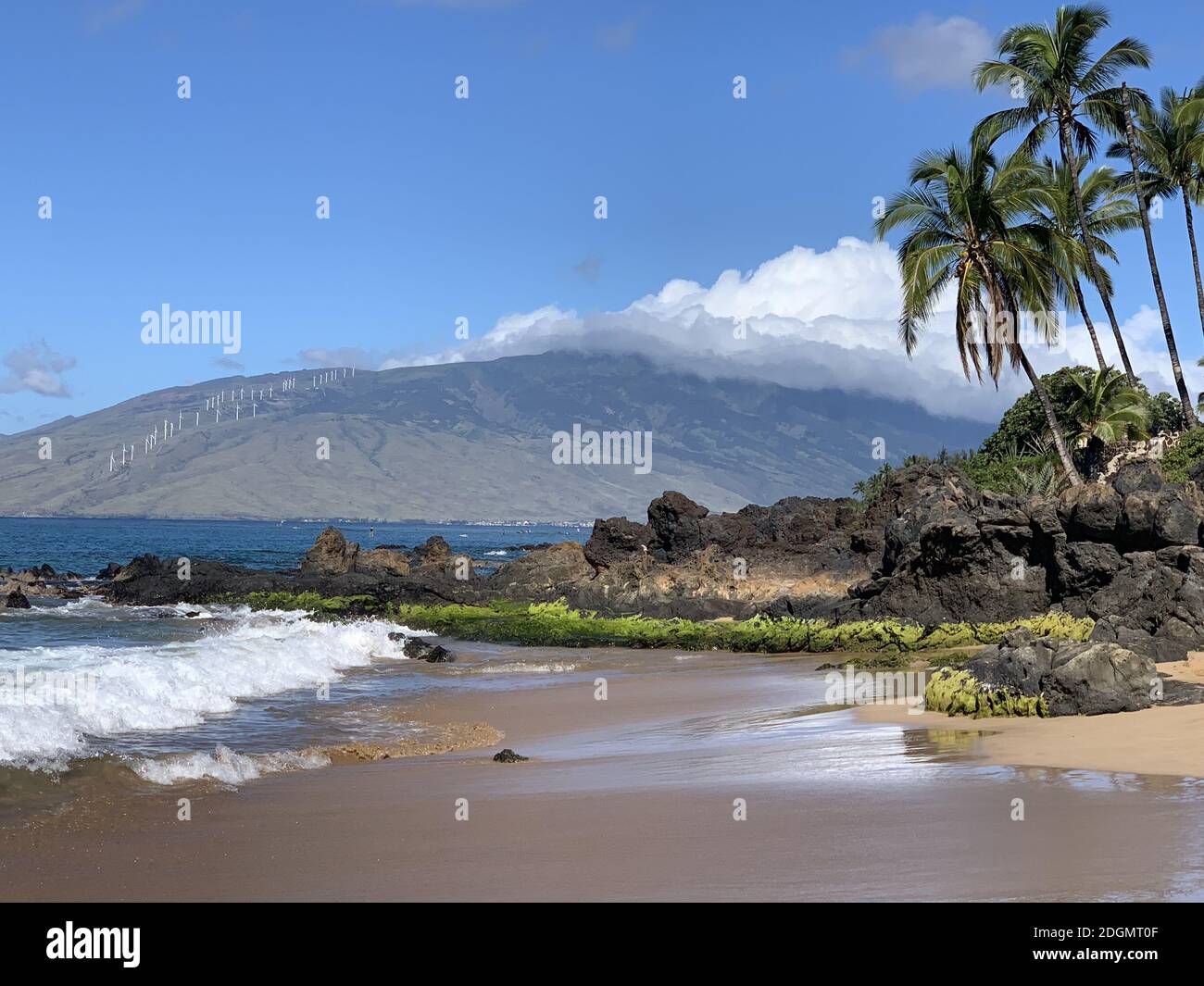 Oceanside beach view with palm trees on the right and mountain with ...