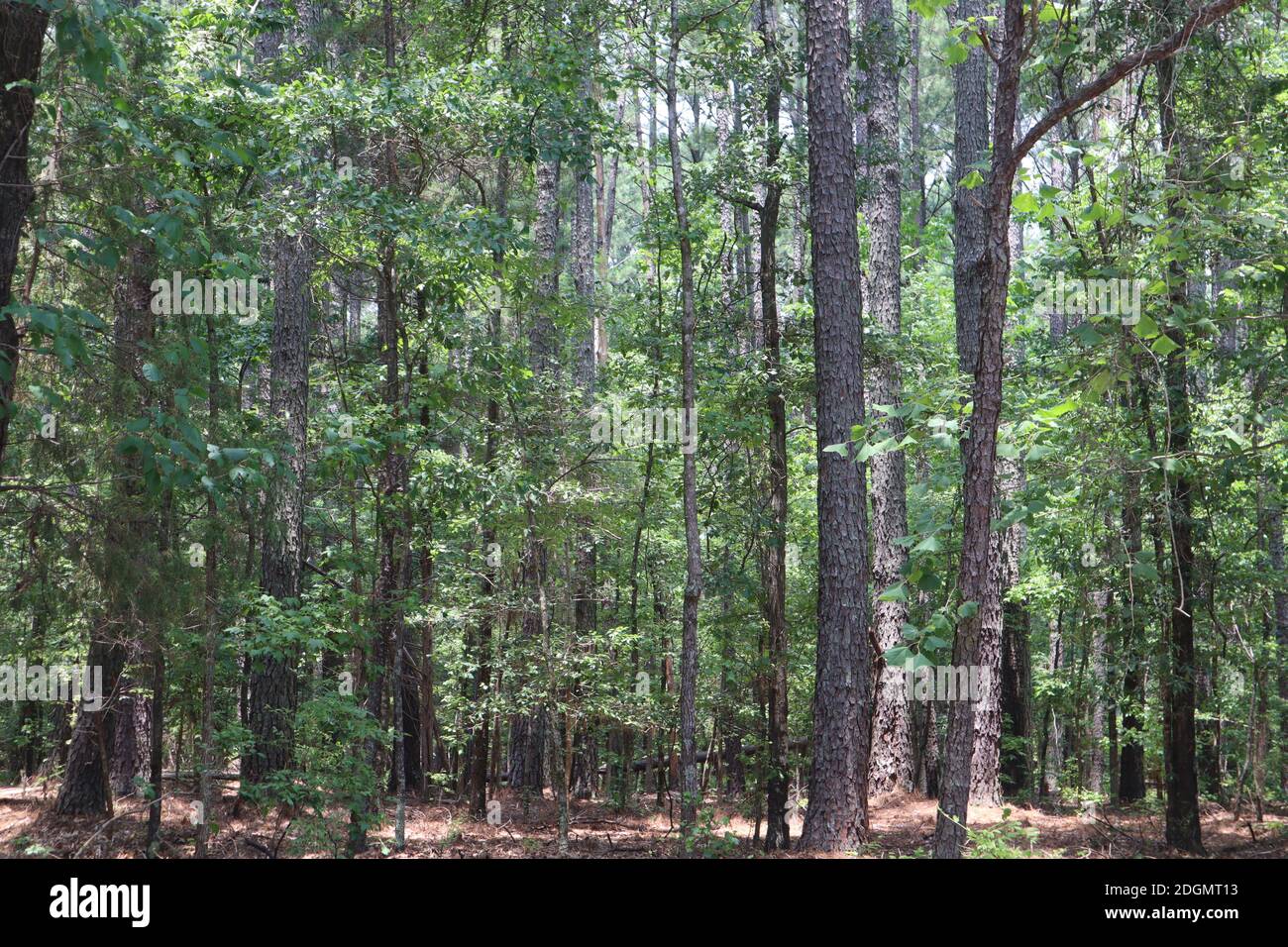 Jordan pine trees landscape hi-res stock photography and images - Alamy