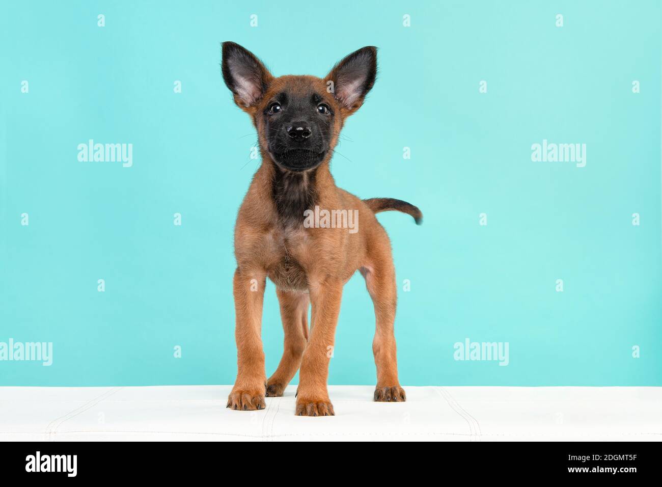 Blue Belgian Malinois Puppies
