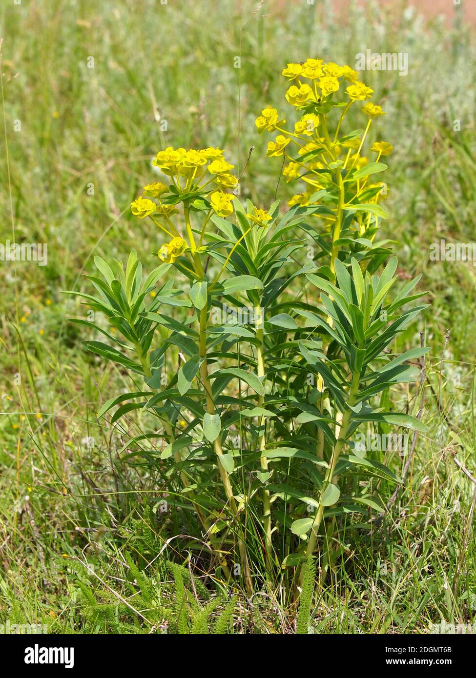 Blooming wild spurge plant, Euphorbia stepposa Stock Photo - Alamy
