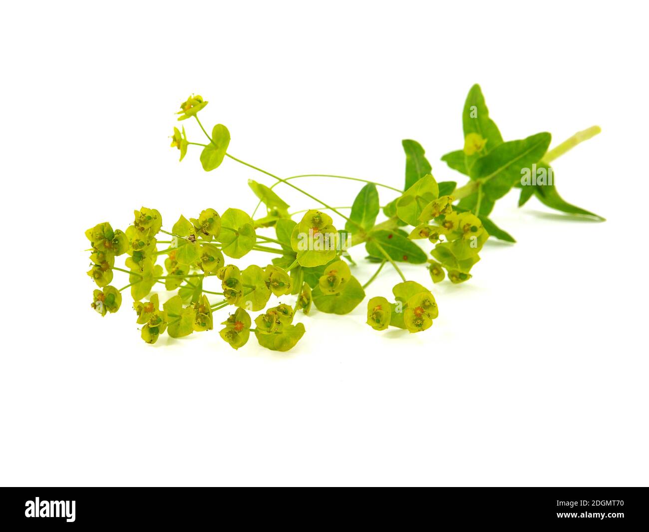 Blooming wild spurge plant isolated on white, Euphorbia stepposa Stock ...