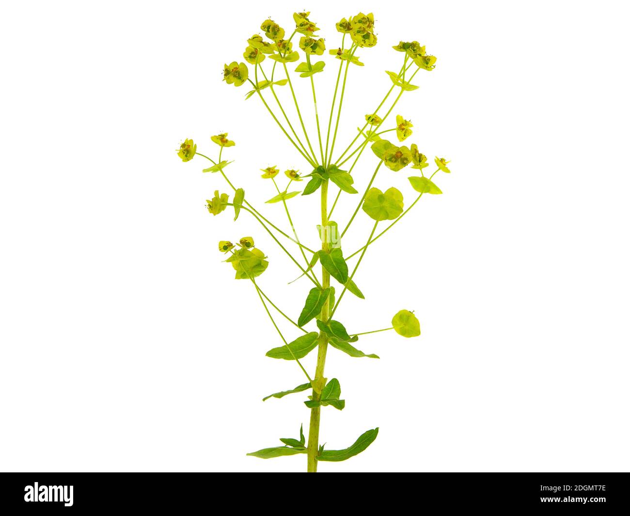 Blooming wild spurge plant isolated on white, Euphorbia stepposa Stock ...