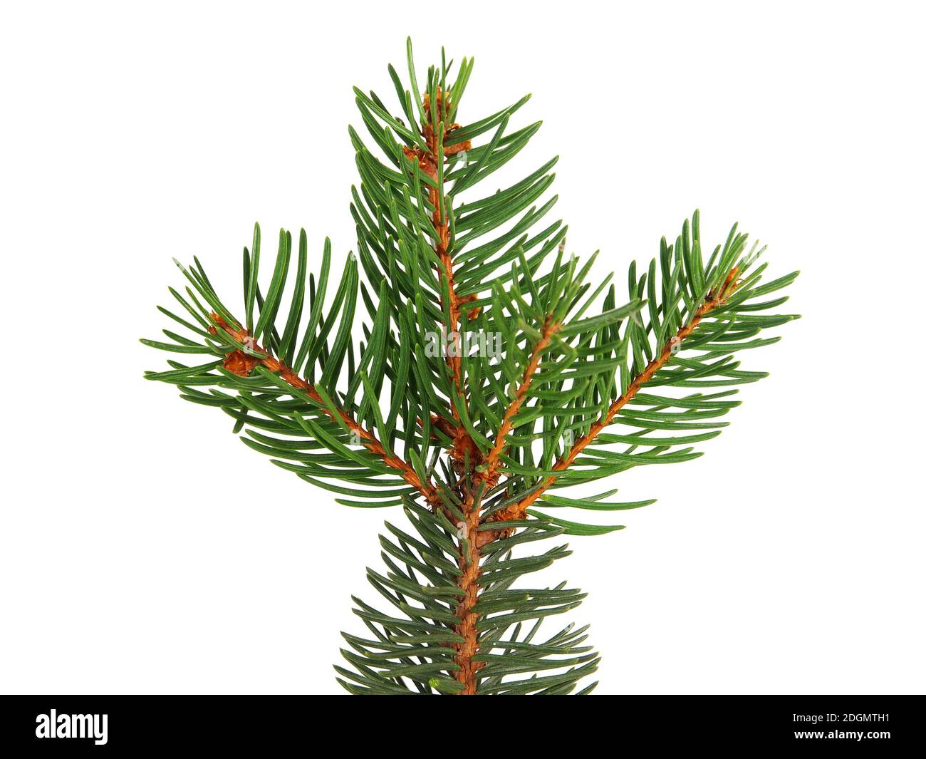 Fir tree branch isolated on white background Stock Photo - Alamy